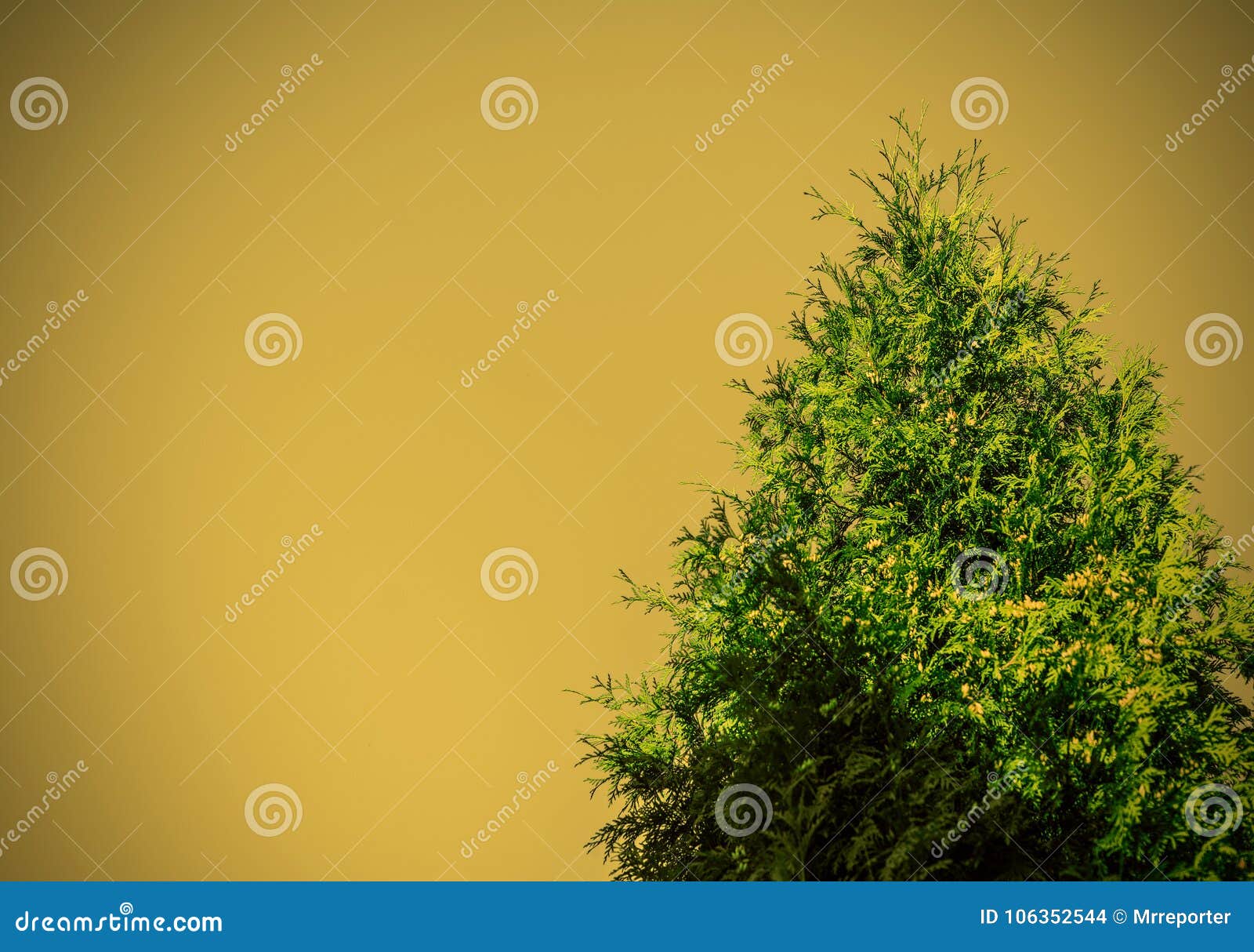 Tree stock photo. Image of warm, cones, christmas, conifer - 106352544