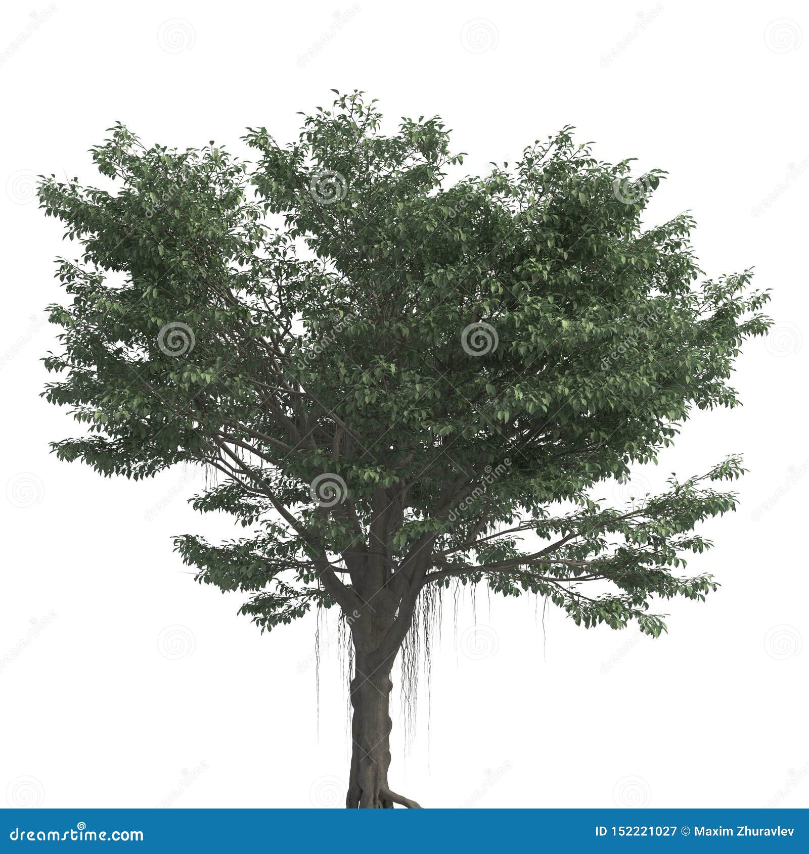 Tree 3d Illustration Isolated on the White Background Stock ...