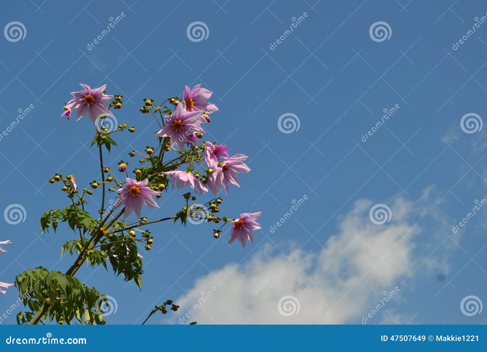 Tree dahlia stock image. Image of park, green, landscape - 47507649