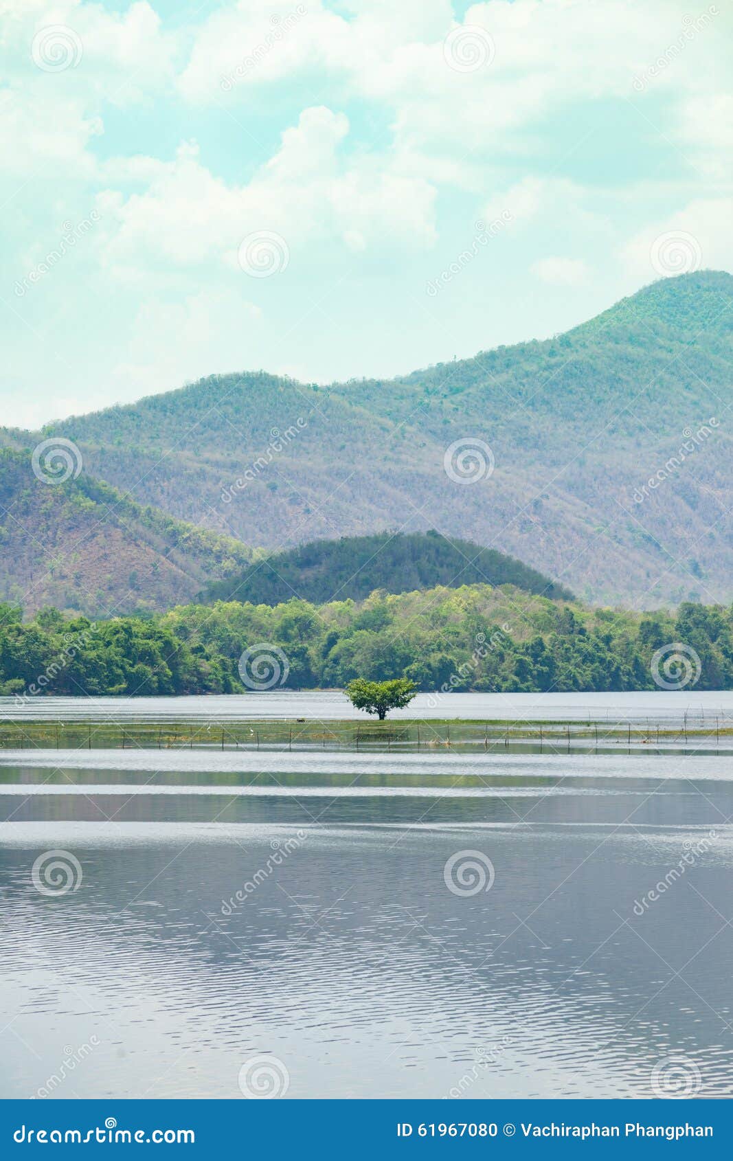 Tree in the dam stock photo. Image of nature, cloudcovered - 61967080