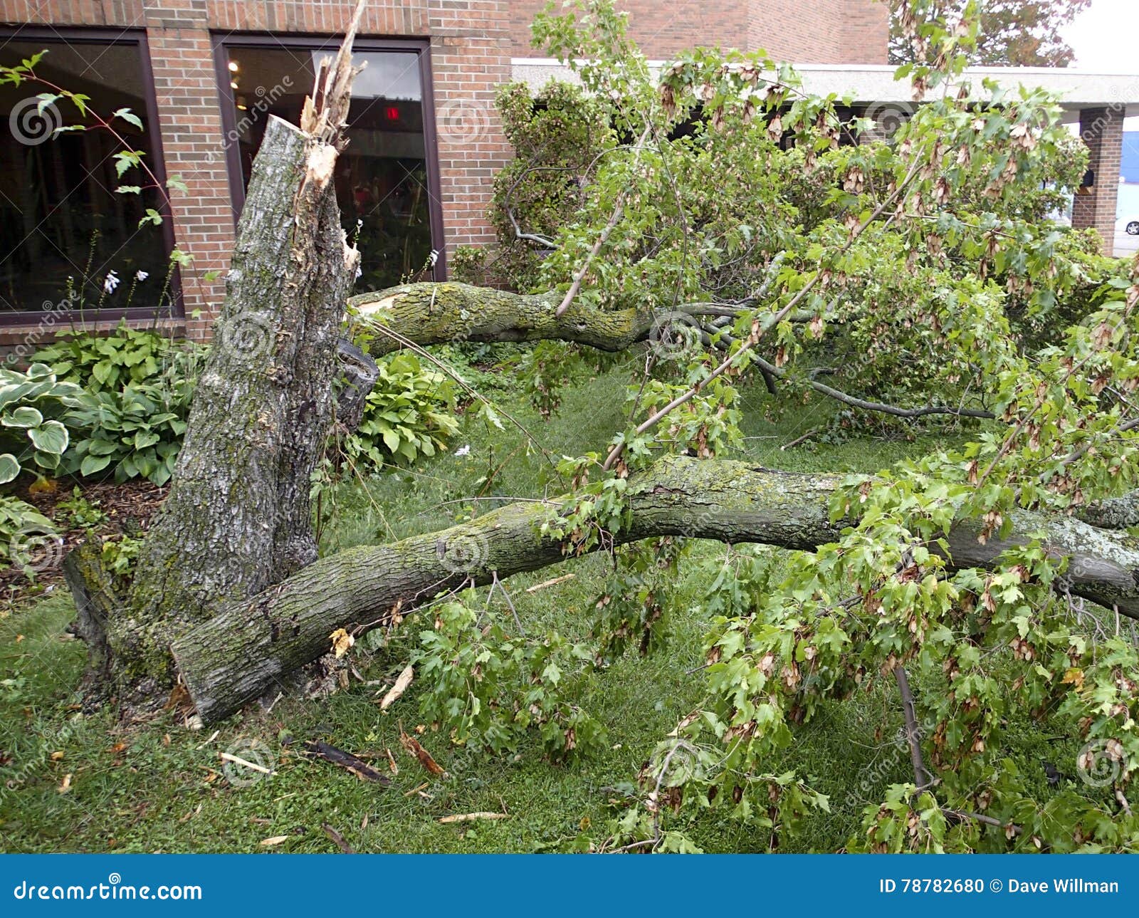 Tree Damage from a Thunder Storm Stock Photo - Image of limbs, tree ...