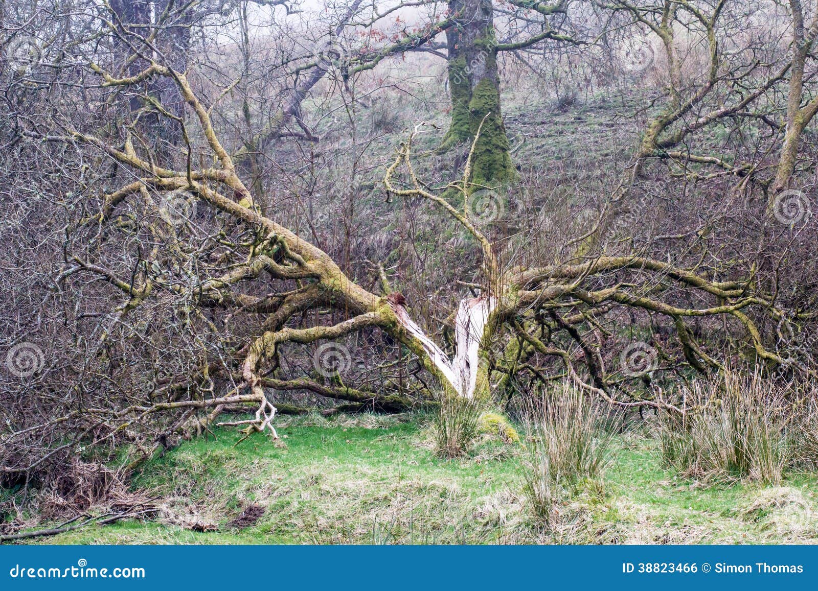 Tree Damage stock photo. Image of break, lightning, tree - 38823466