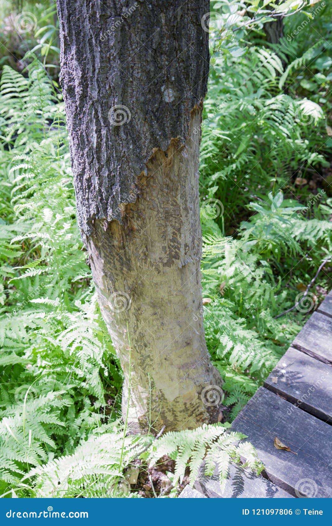 A tree with damaged bark stock photo. Image of animal - 121097806