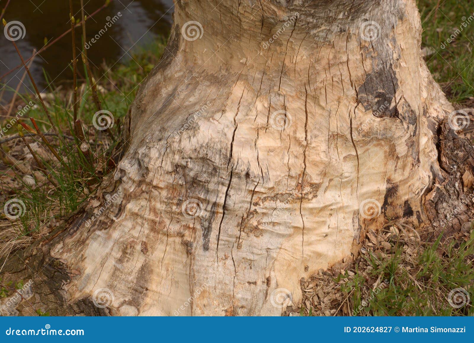 Tree Damaged by Beaver, Damaged and Gnawed Tree Stock Image - Image of ...