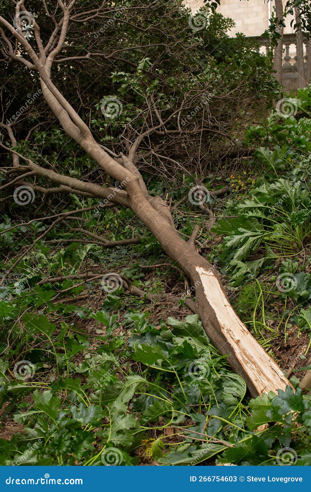 Tree Damaged in Heavy Winds Stock Image - Image of windbreak, tree ...