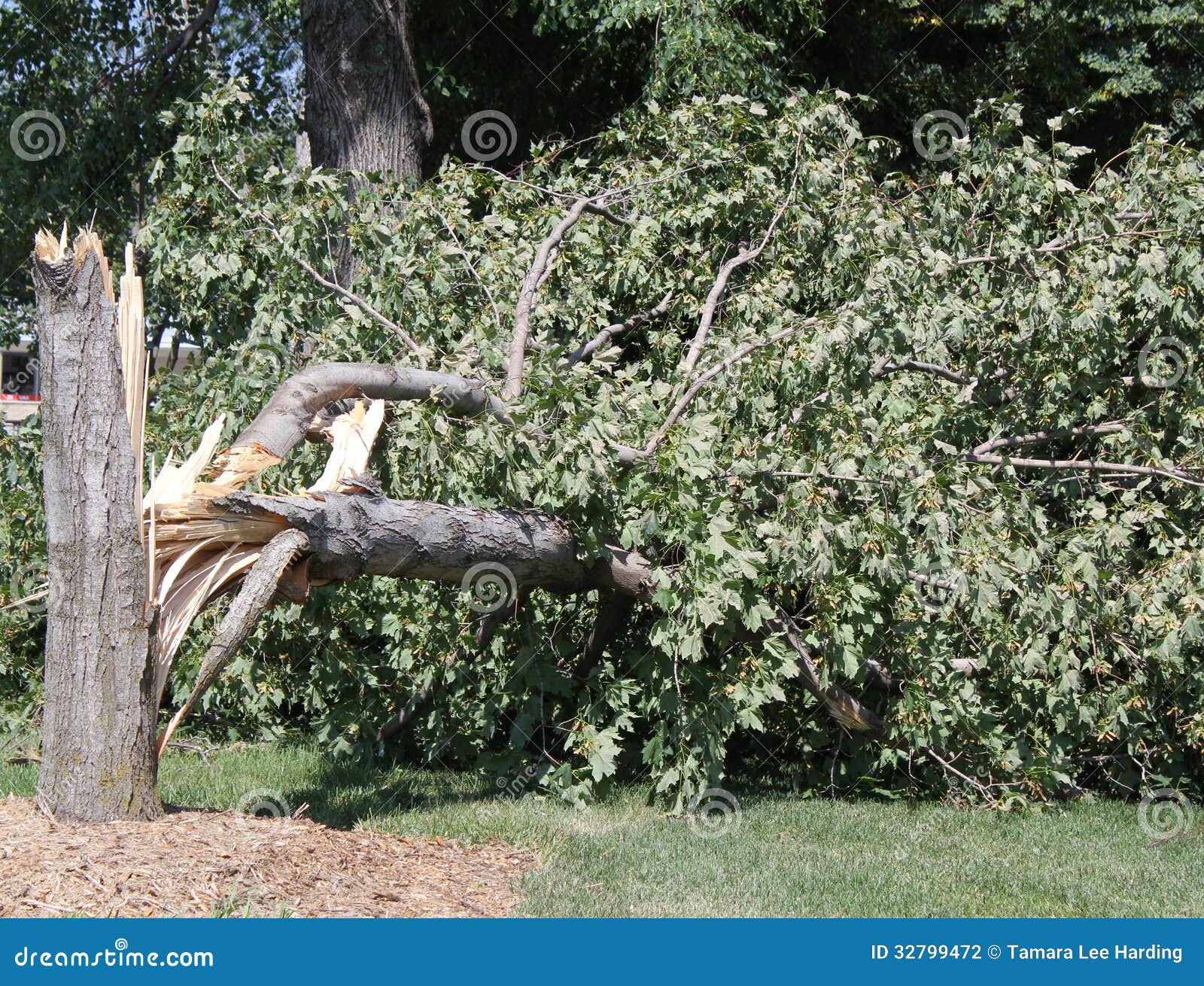 Tree damaged by high winds editorial photography. Image of broken ...
