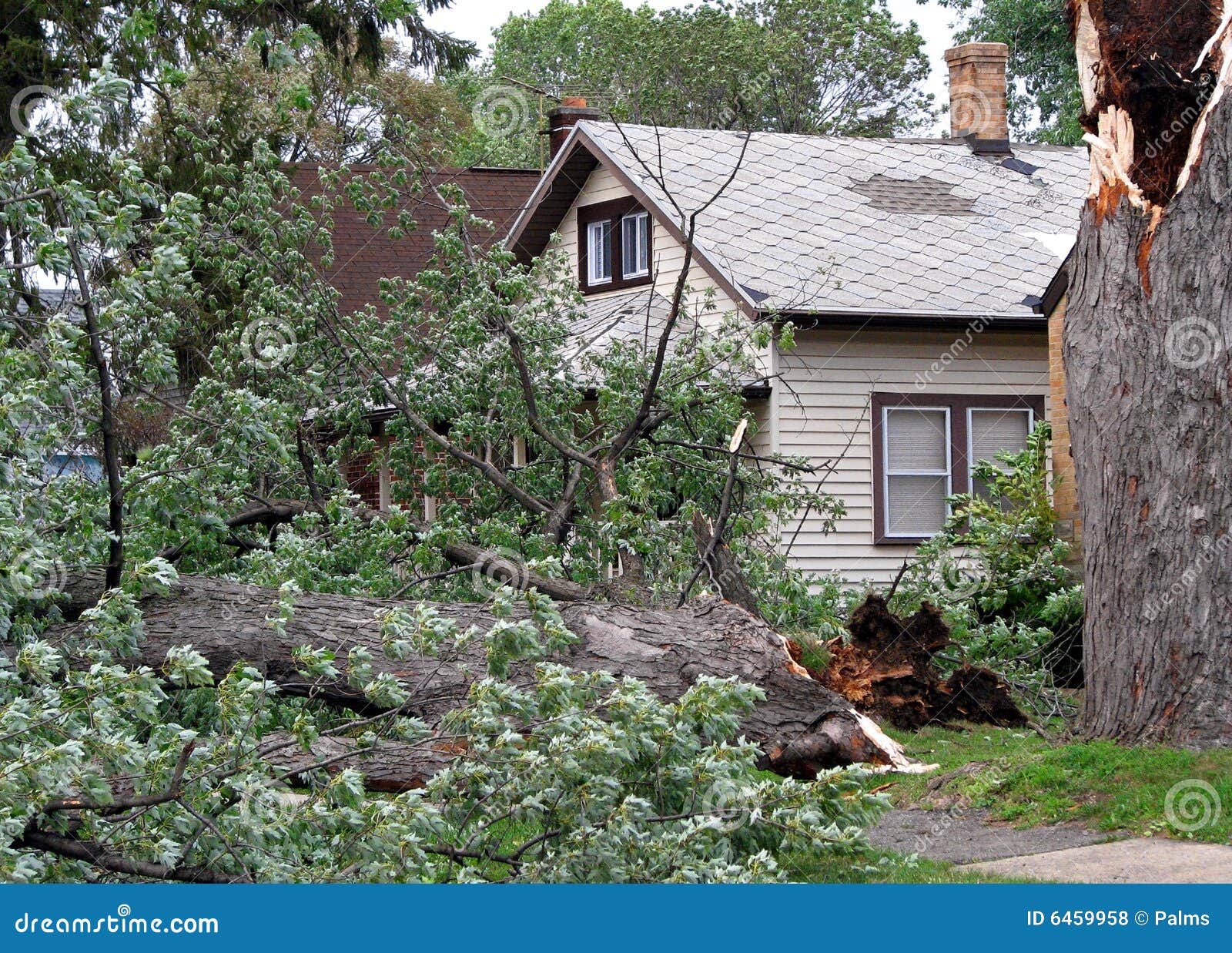Tree damaged by wind stock photo. Image of downed, storm - 6459958
