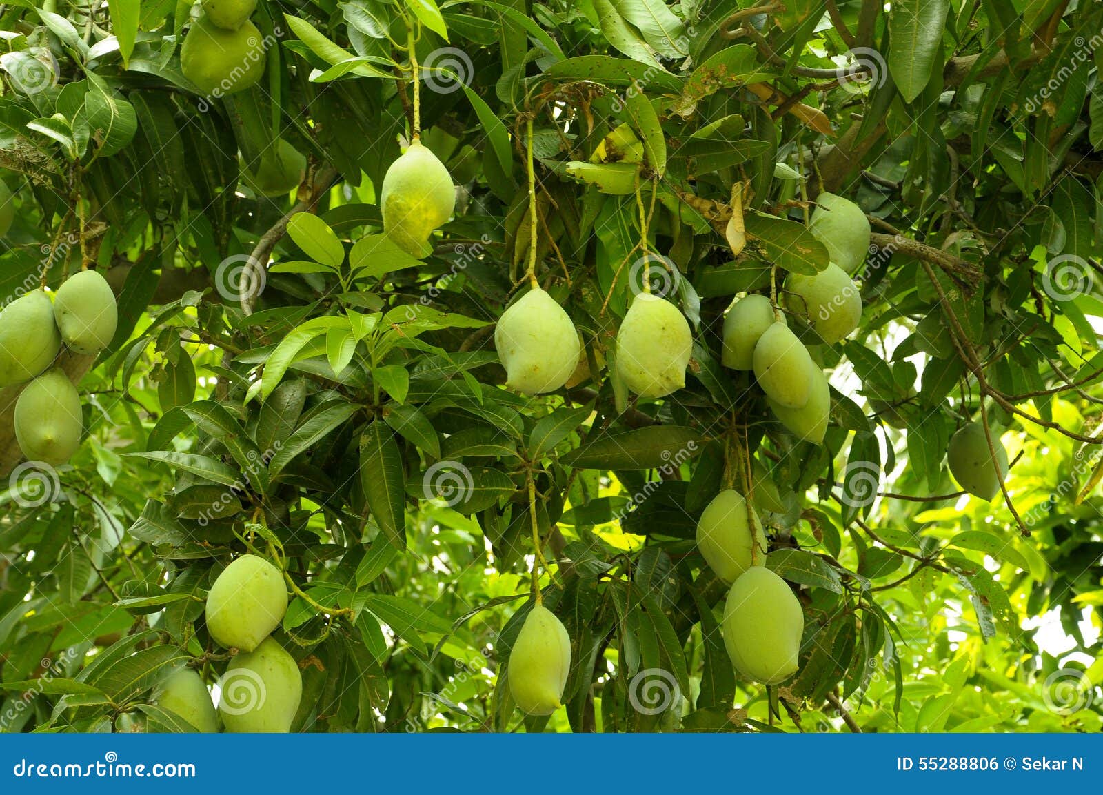 Tree stock photo. Image of used, tamilnadu, thevillage - 55288806
