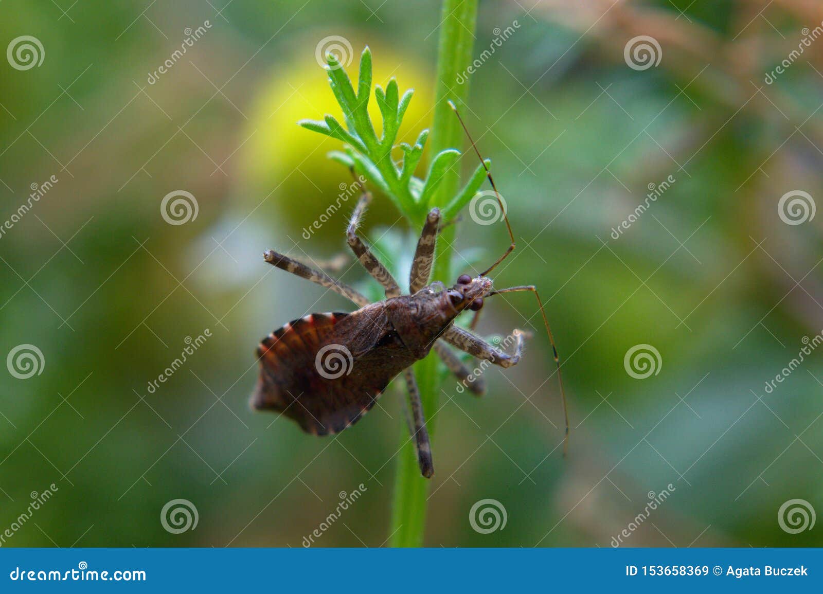 Tree damsel bug stock image. Image of grass, closeup - 153658369