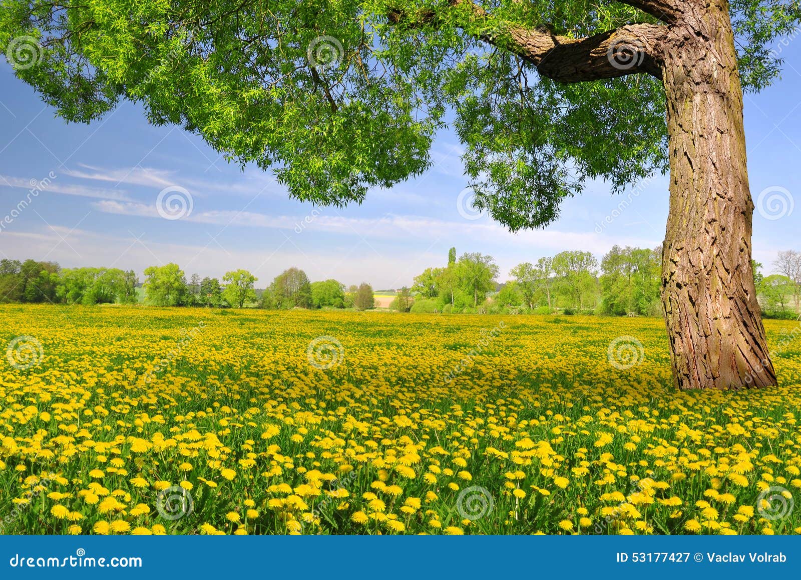 Tree on dandelion field stock image. Image of leaves - 53177427
