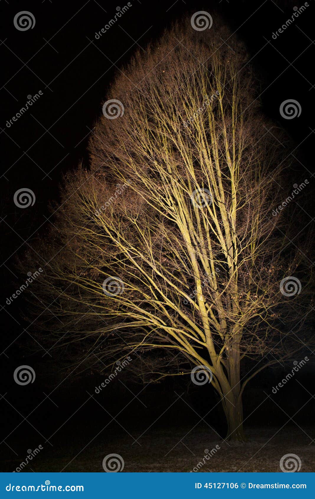 Tree in the Dark Illuminated by Light Stock Photo - Image of landscapes ...