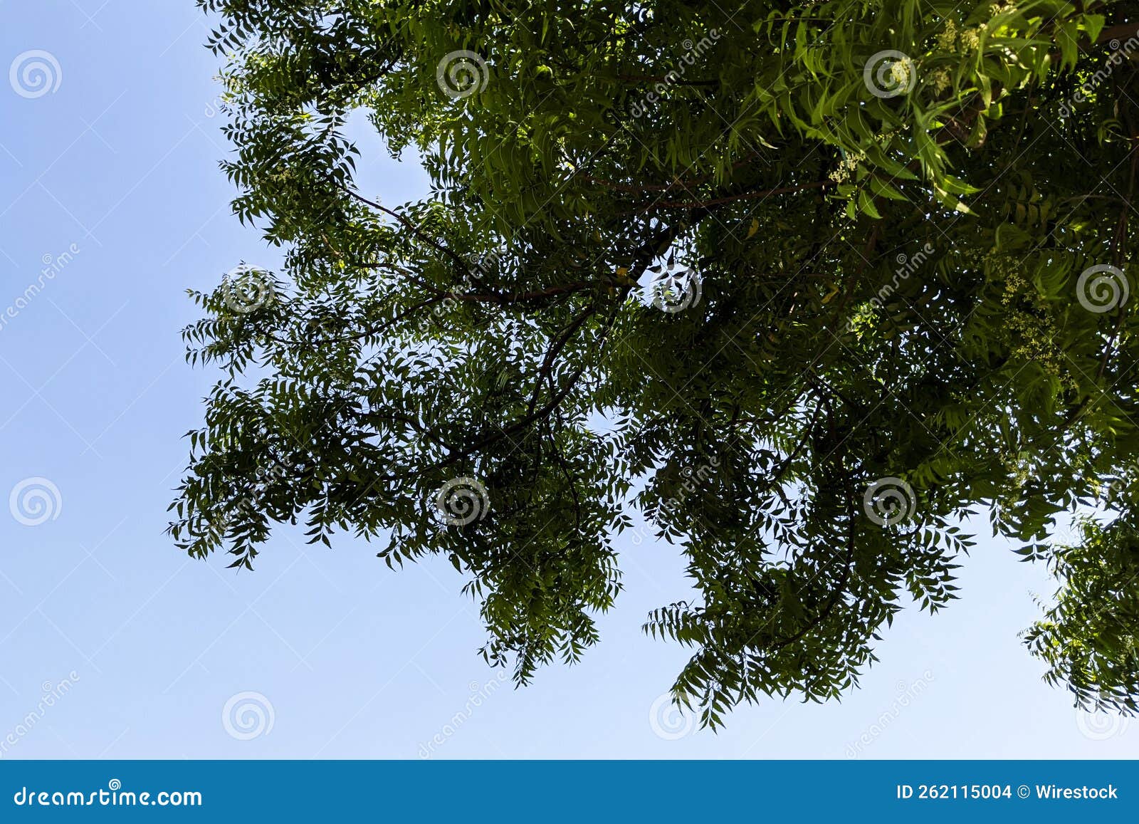Tree with Dark Leaves during a Clear Sky in a Temperate Broadleaf Biome ...