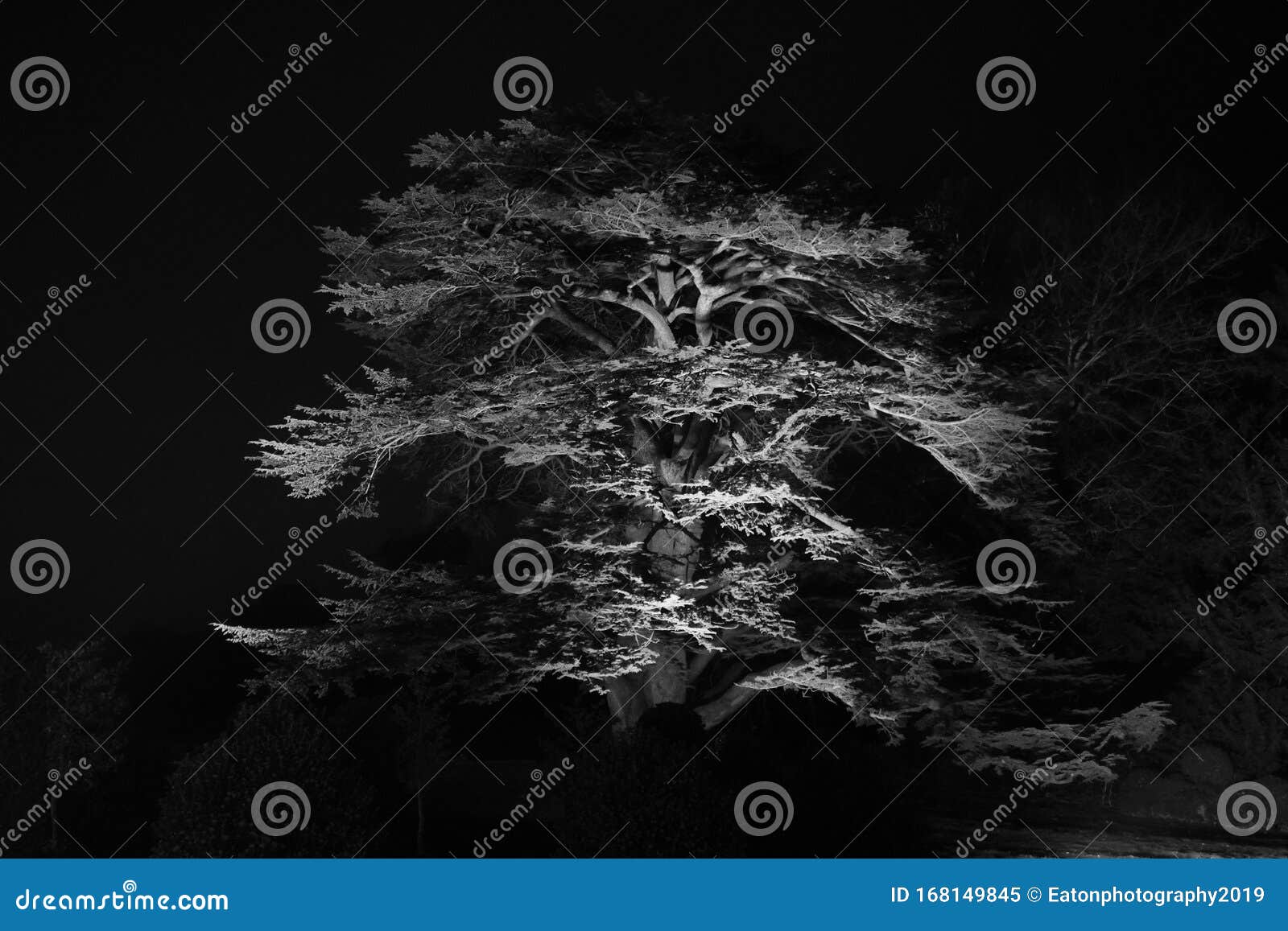 Tree at night stock image. Image of lights, heritage - 168149845