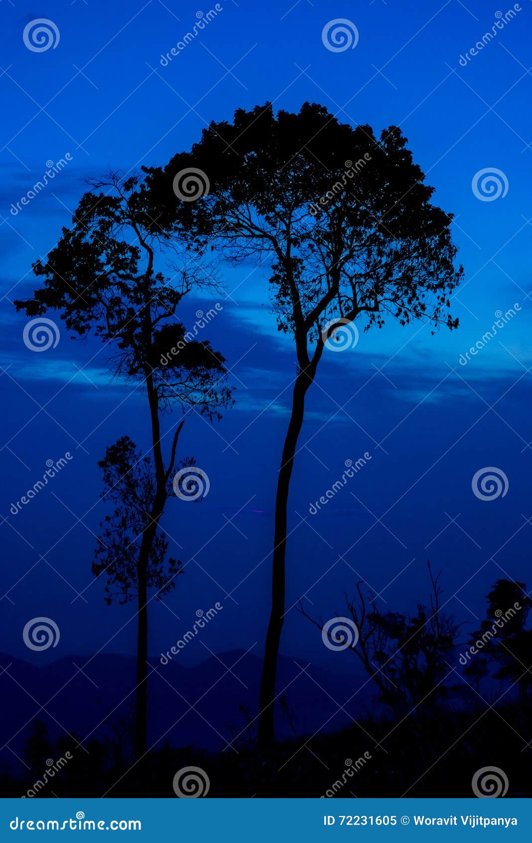 Tree dark shadow stock image. Image of elegant, nature - 72231605