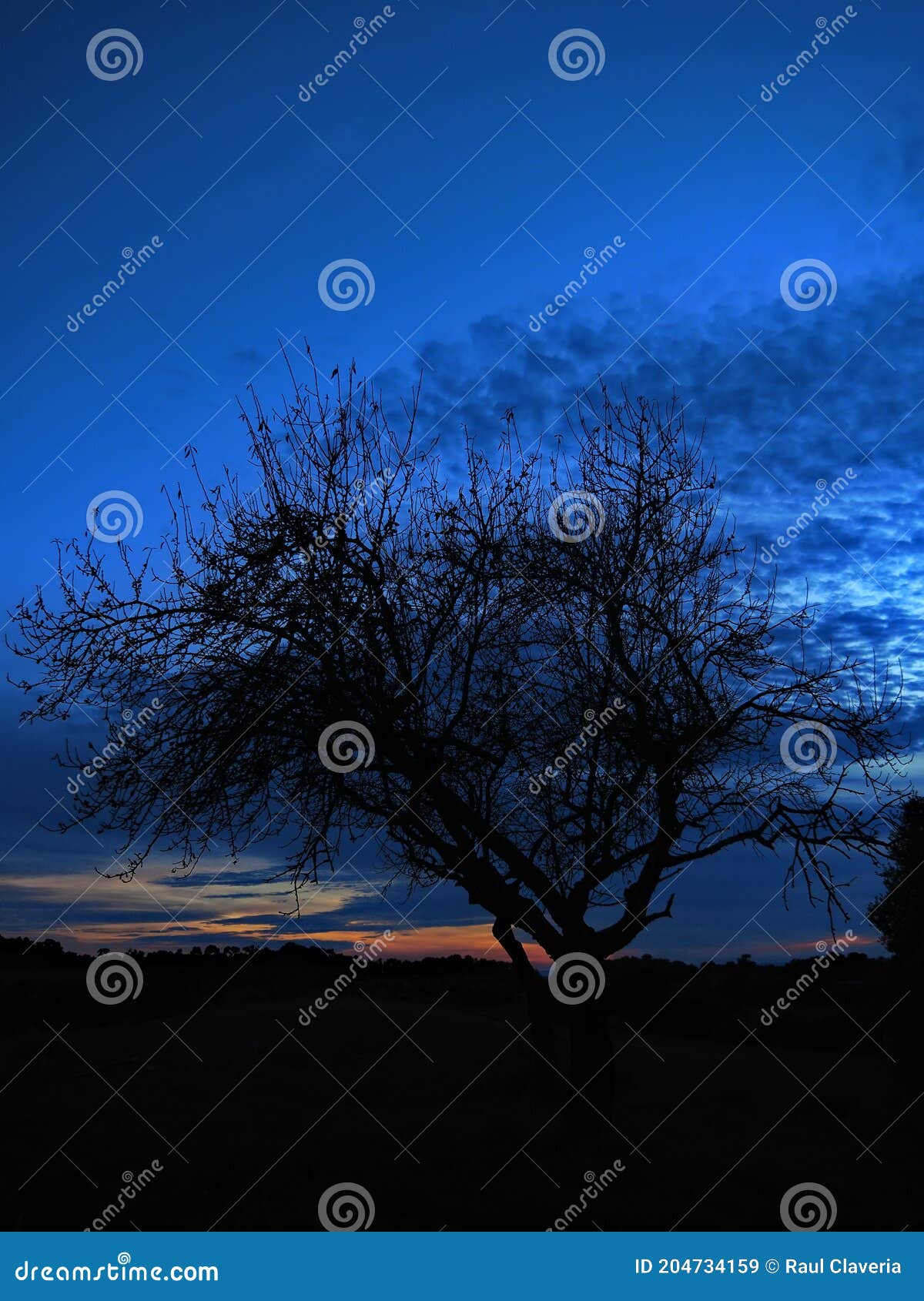 Tree in the Dark Behind the Sunset Stock Image - Image of cold, evening ...