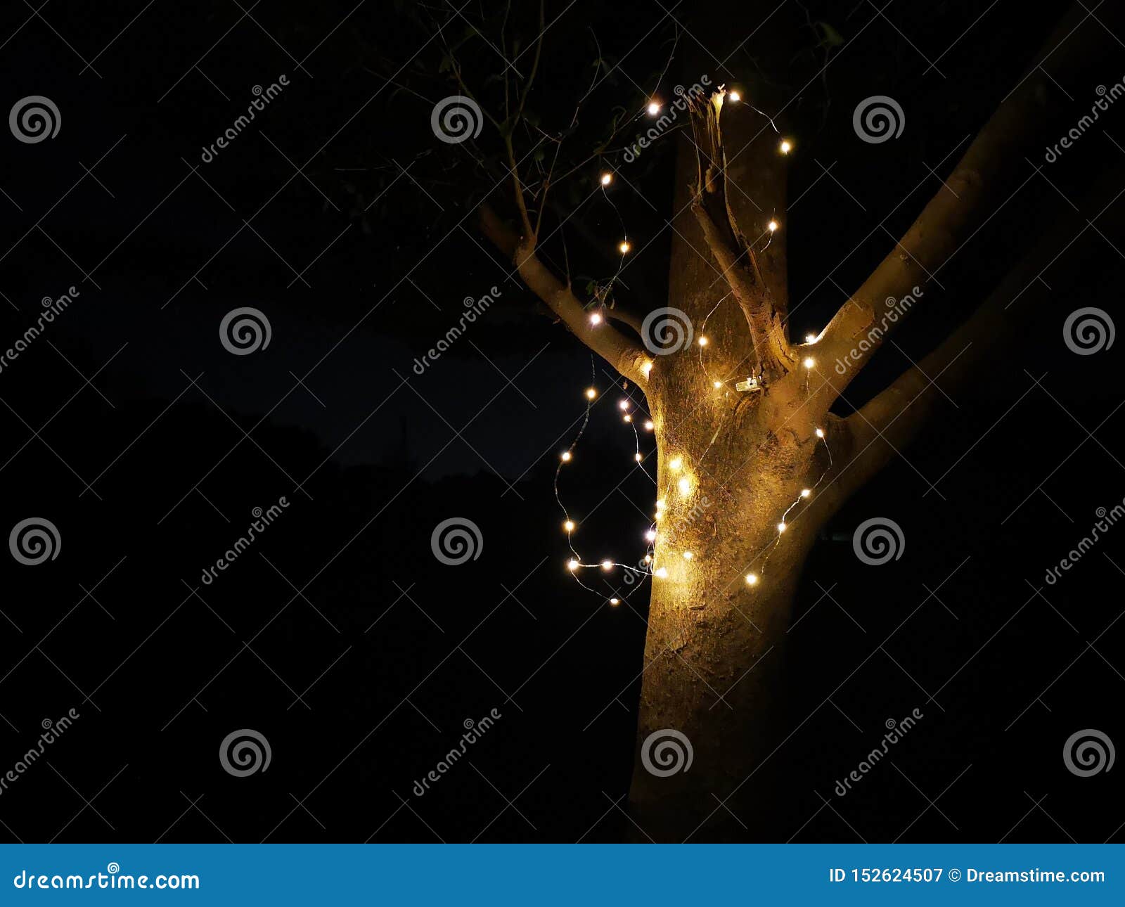 The Tree in darkness. stock image. Image of tree, dark - 152624507