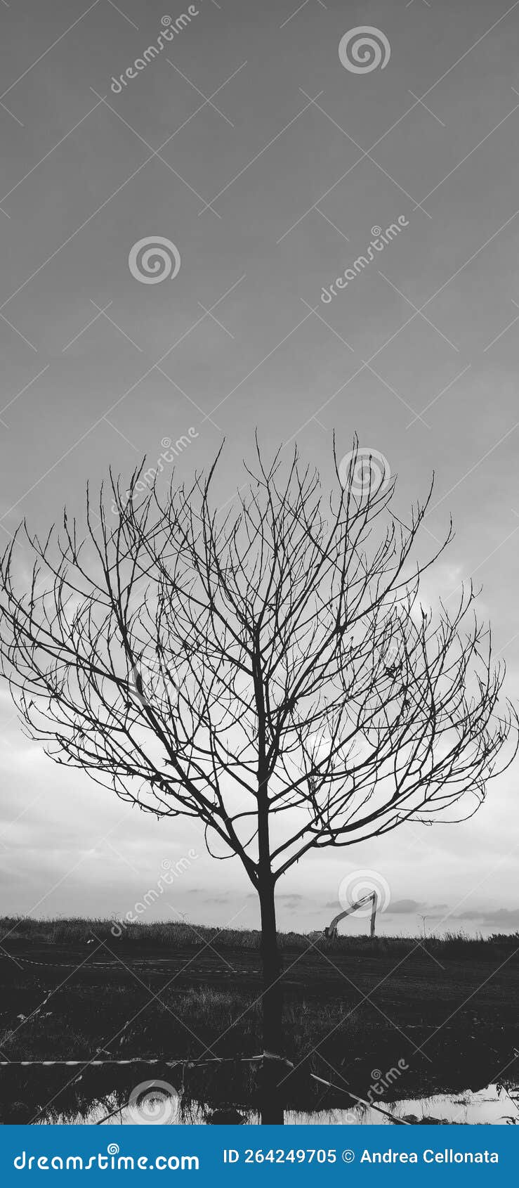 The Tree of Darkness To Ward Off Death Stock Image - Image of white ...