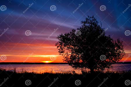 Tree Dawn stock image. Image of nature, early, water, inspiring - 403983