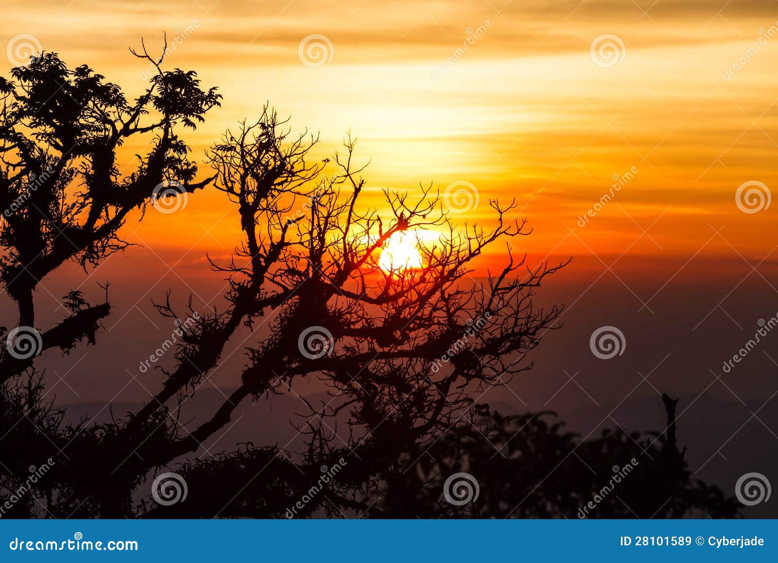 Tree at Dawn with Rays of the Sun Stock Image - Image of pines, park ...