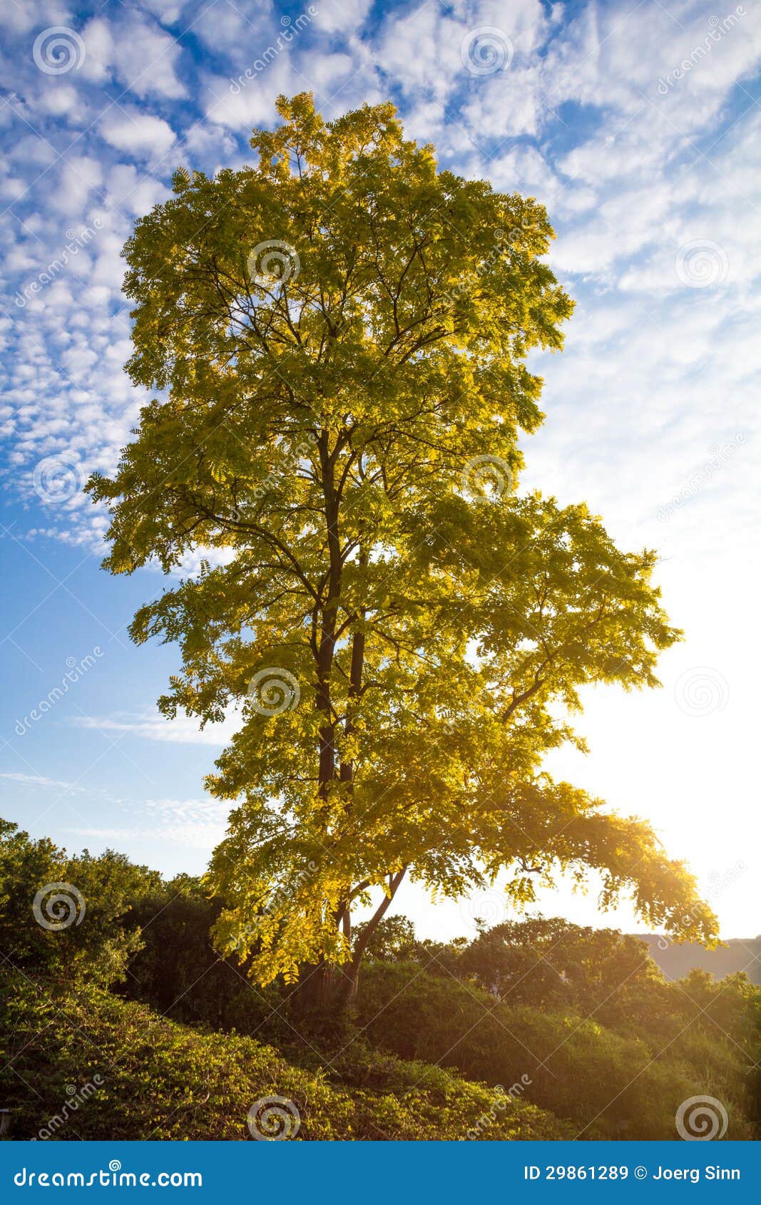 Tree at Dawn with Very Warm Lighting Stock Image - Image of fall, brown ...