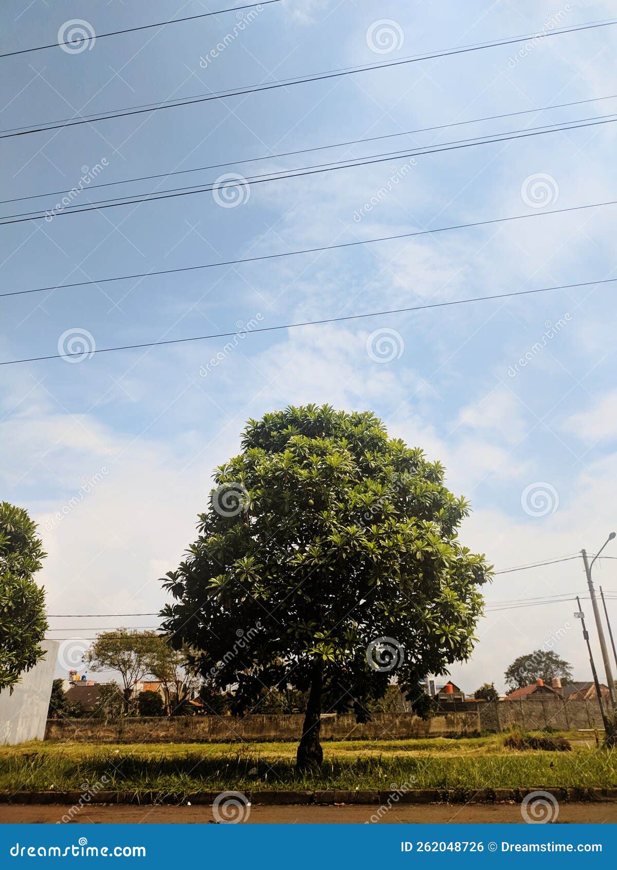 Awesome! Tree in the Daylight with a Great Elements Stock Photo - Image ...