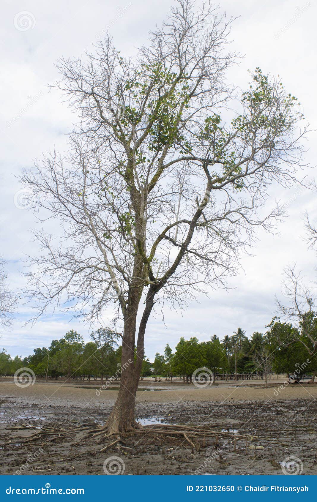 Almost dead tree stock photo. Image of lake, landscape - 221032650