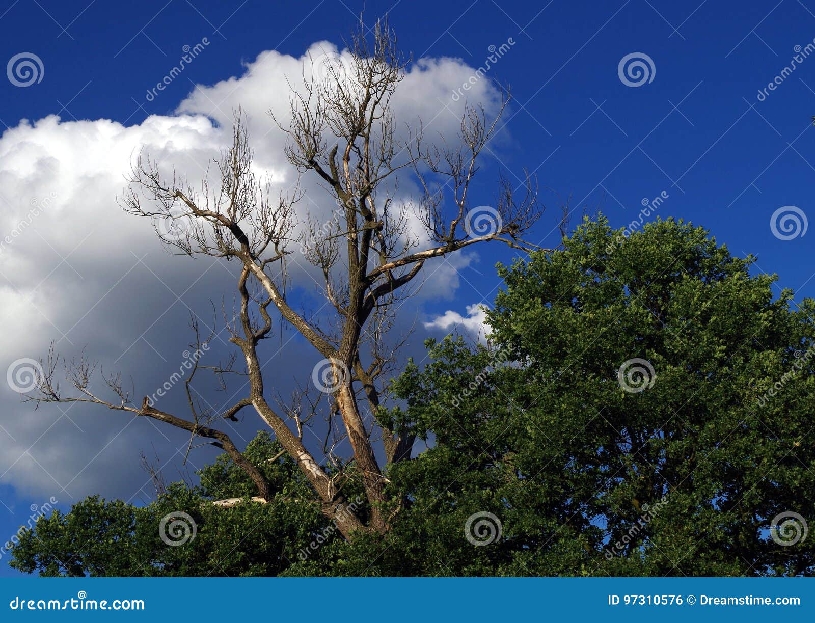 The tree stock photo. Image of nature, dead, summer, living - 97310576