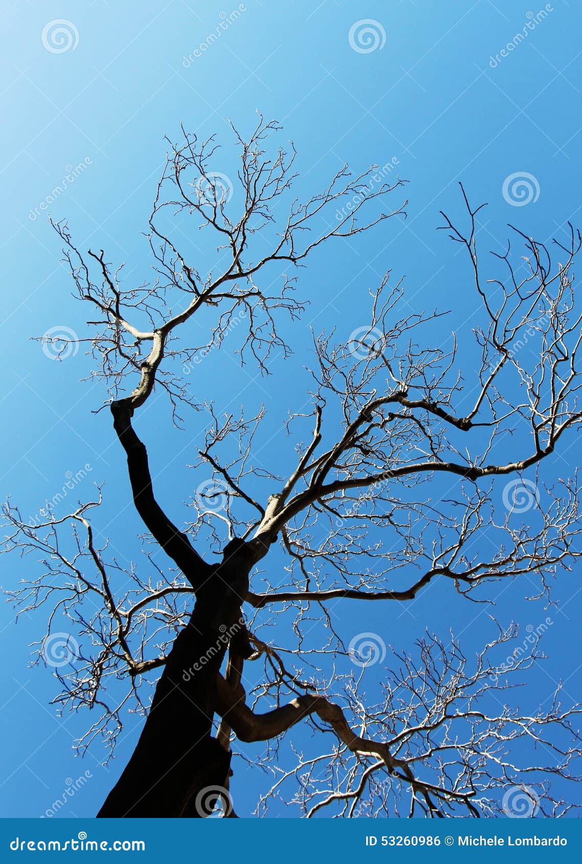 Tree with Dead Branches, in Backlight Stock Photo - Image of fossil ...