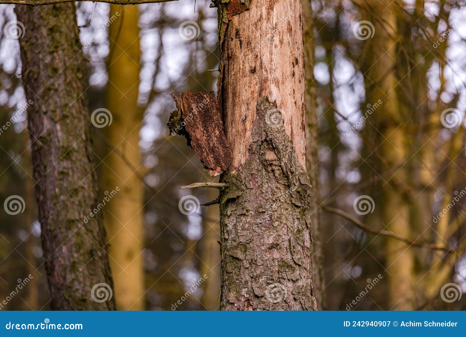 A Tree Dead from Insect Infestation with Peeling Bark Stock Image ...