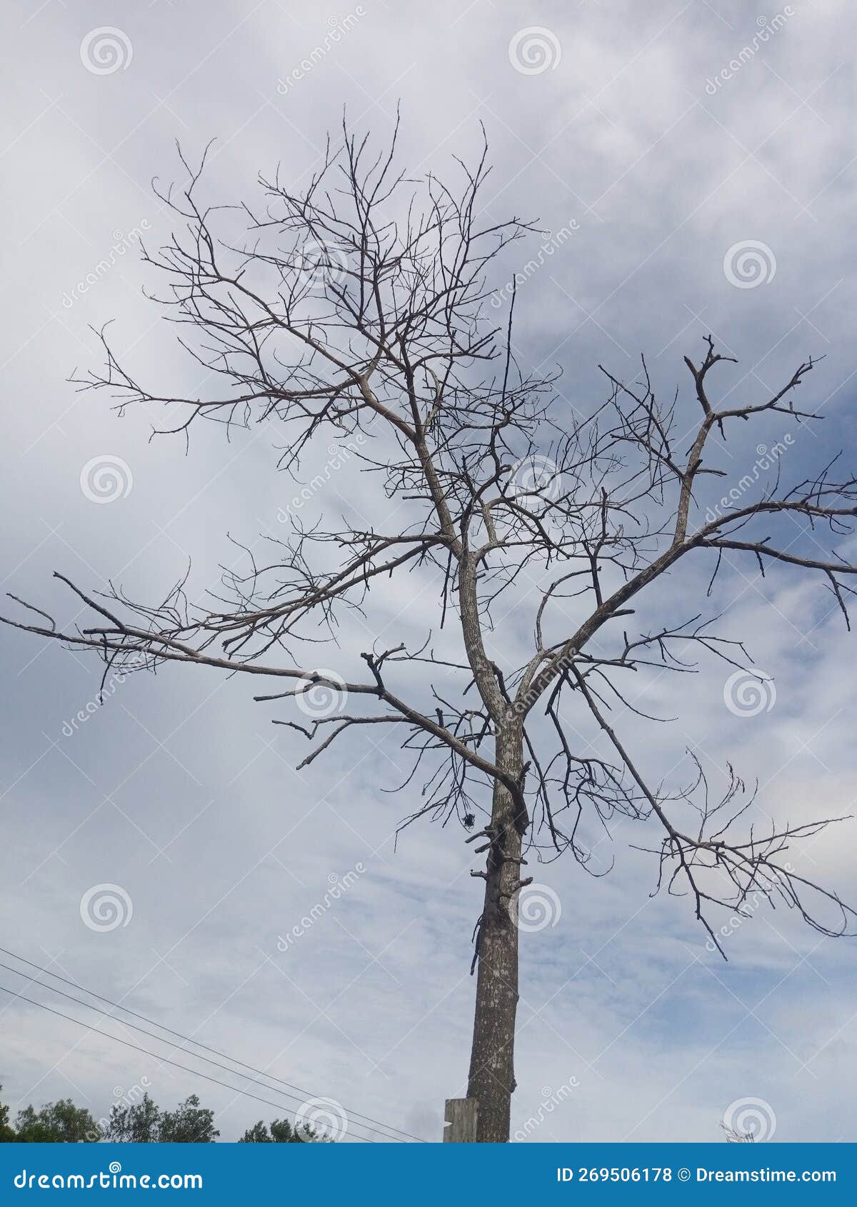Tree, Dead Tree, Tree without Leaves, Dry Twigs, Dry Tree, Arid, Dry ... Tree, Dead Tree, Tree without Leaves, Dry Twigs, Dry Tree, Arid, Dry ...