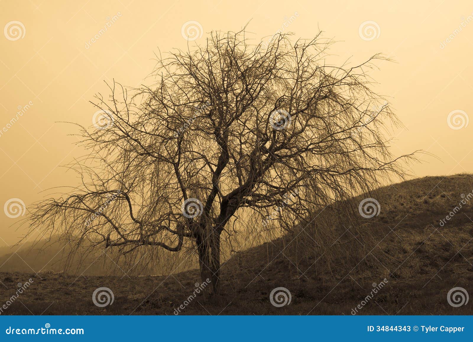 Tree stock image. Image of branches, lonely, landscape - 34844343