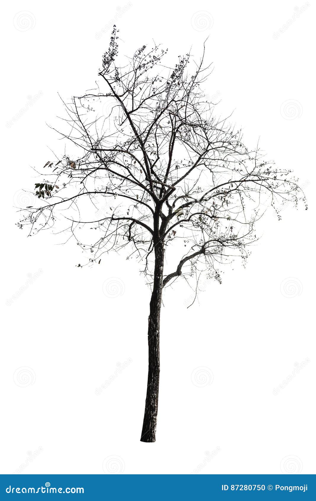 Tree (Dead Tree) Isolated on White Background Stock Photo - Image of ...