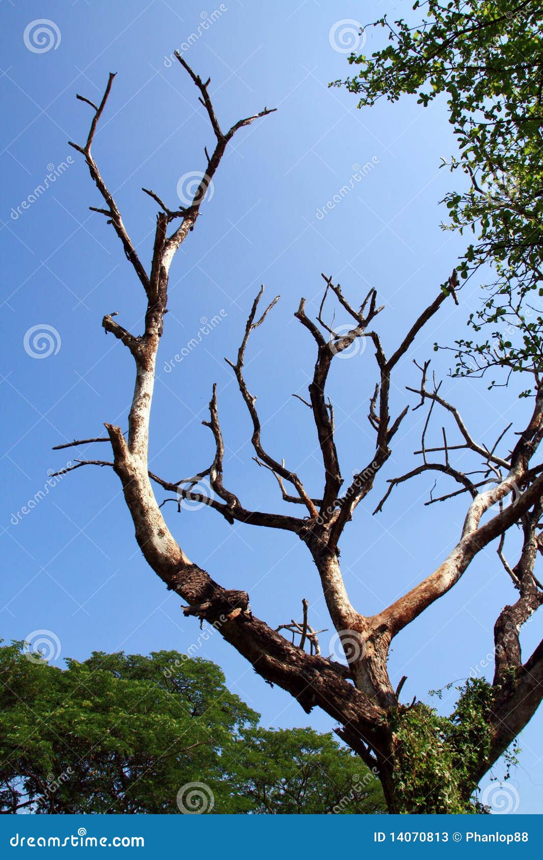 Tree death stock image. Image of arid, dead, lonely, black - 14070813