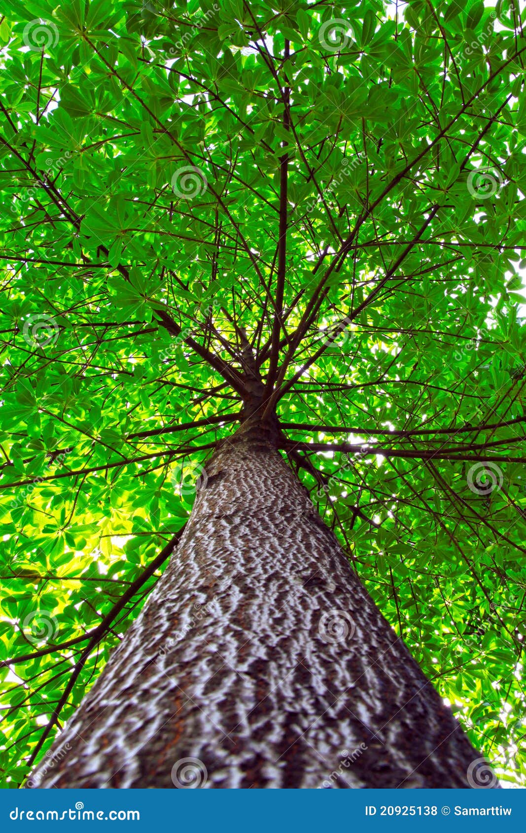 The tree of death. stock photo. Image of settler, blue - 20925138