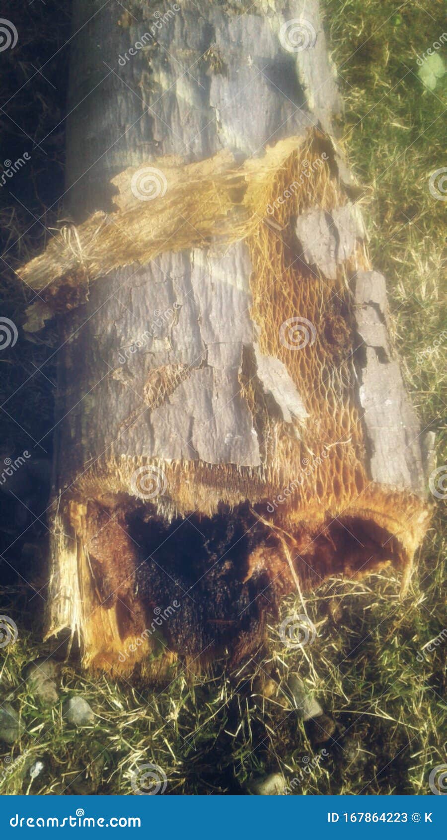 Tree death image stock image. Image of tree, beautiful - 167864223