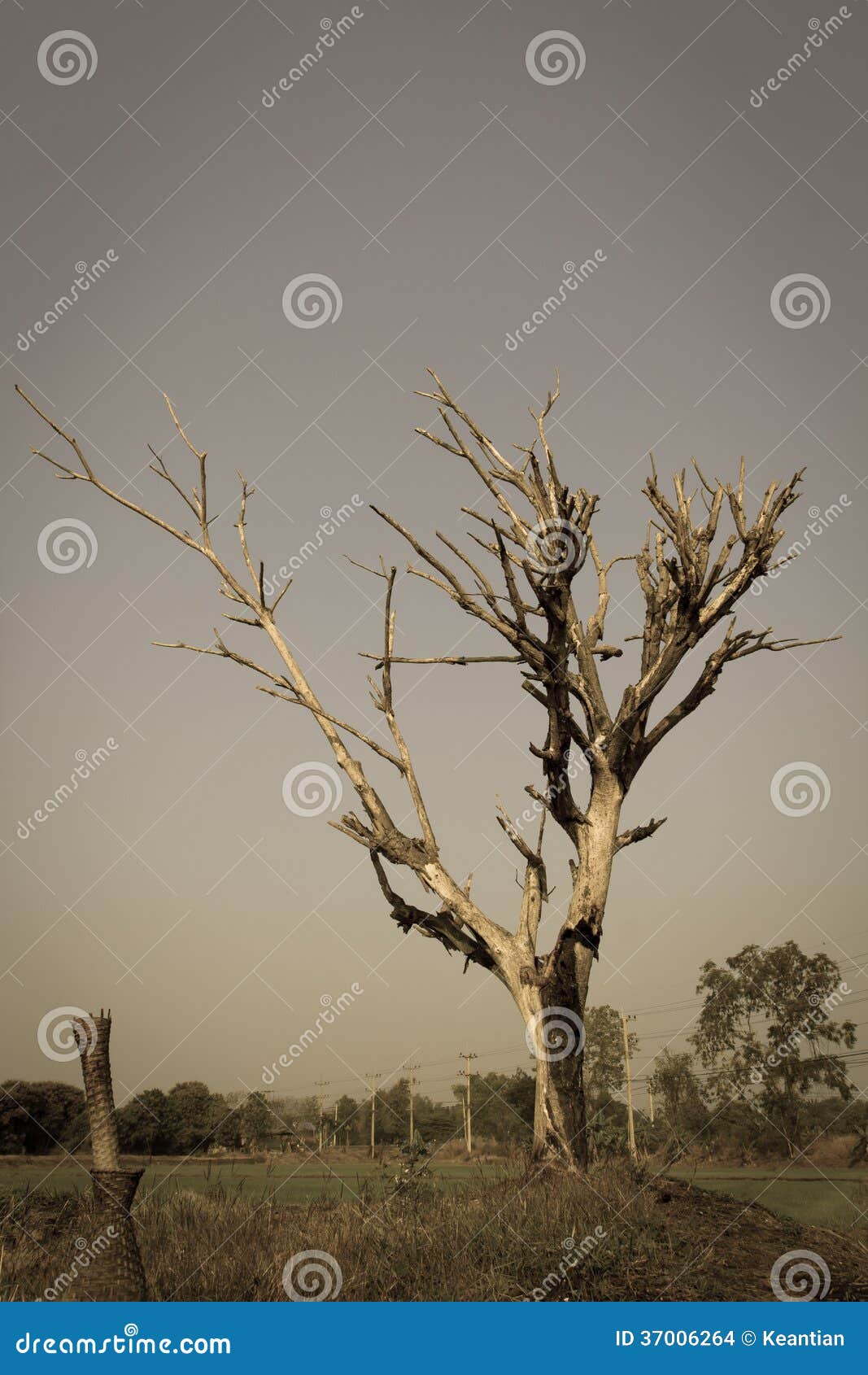 Tree of Death stock photo. Image of outline, growth, green - 37006264