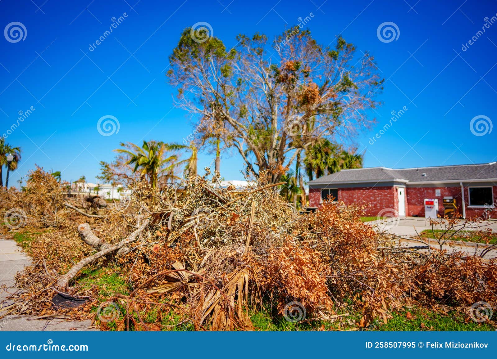 Tree Debris from Hurricane Ian Punta Gorda FL Editorial Image - Image ...