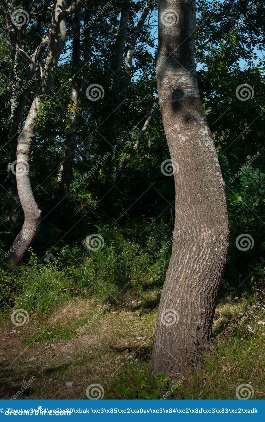 A Tree of a Deciduous Tree. Stock Photo - Image of stem, limb: 126447332