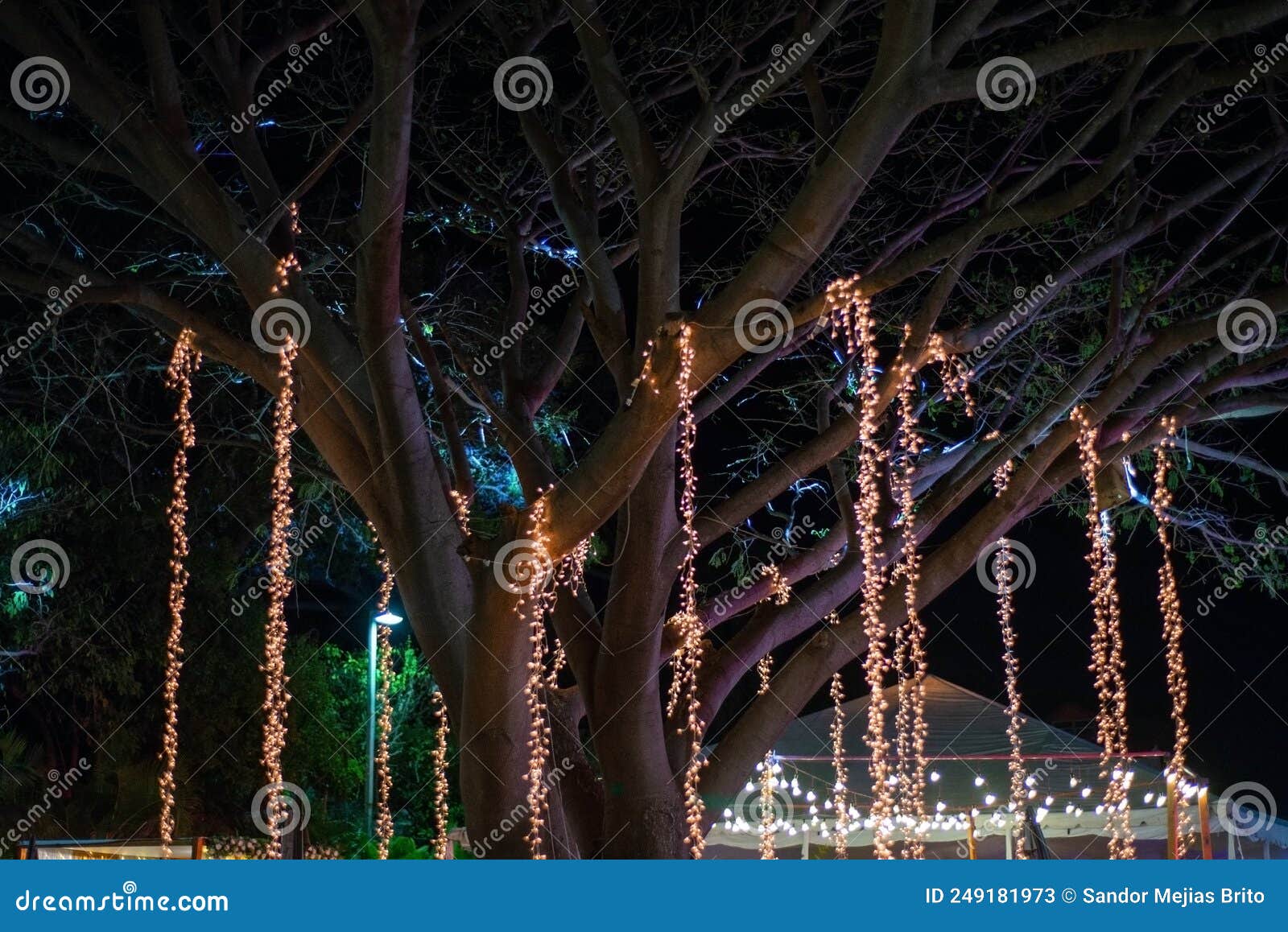 Tree Decorated with LED Lights Stock Image - Image of sparkle, greeting ...