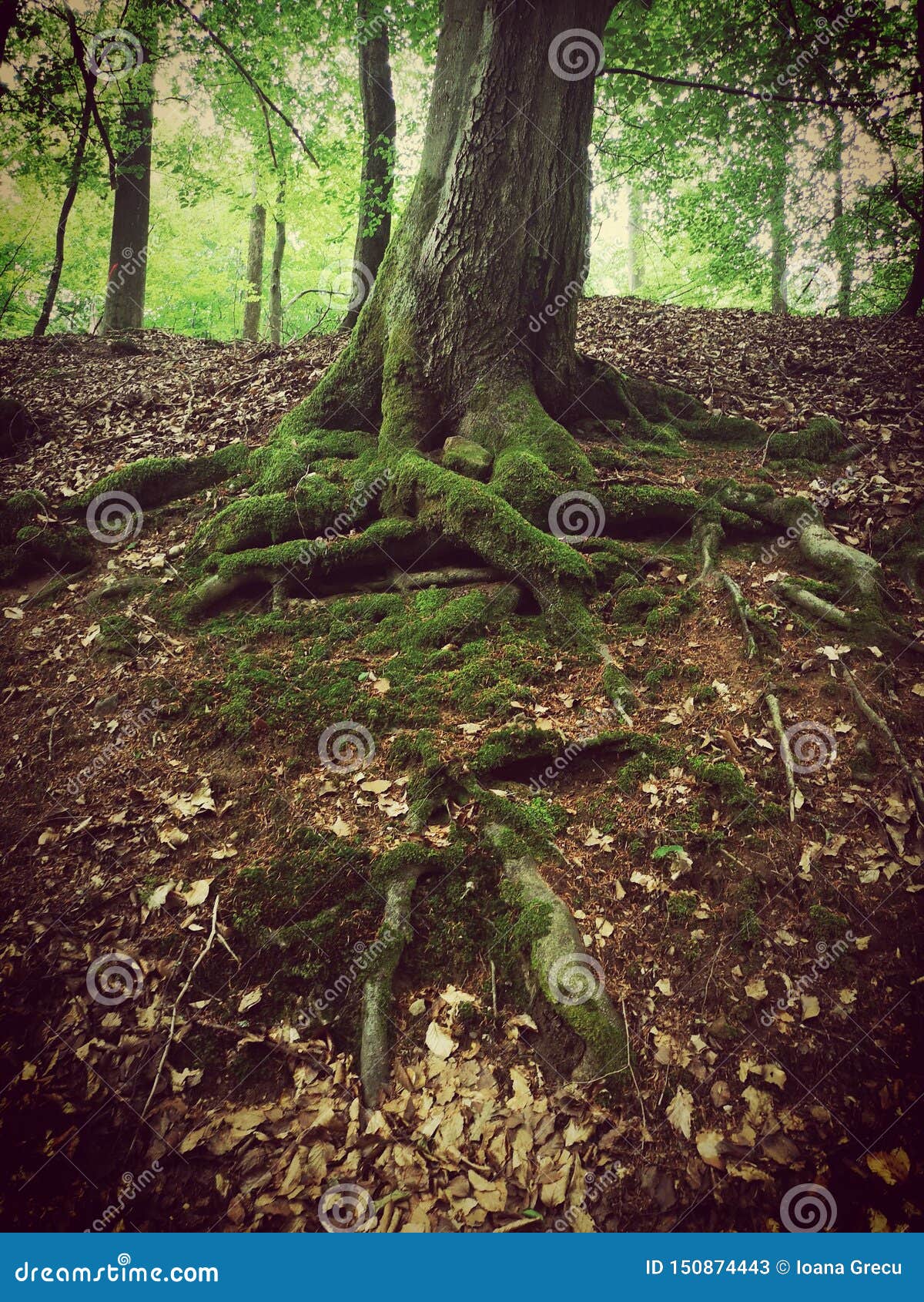 Tree with Deep Exposed Roots Covered by Moss Stock Image - Image of ...