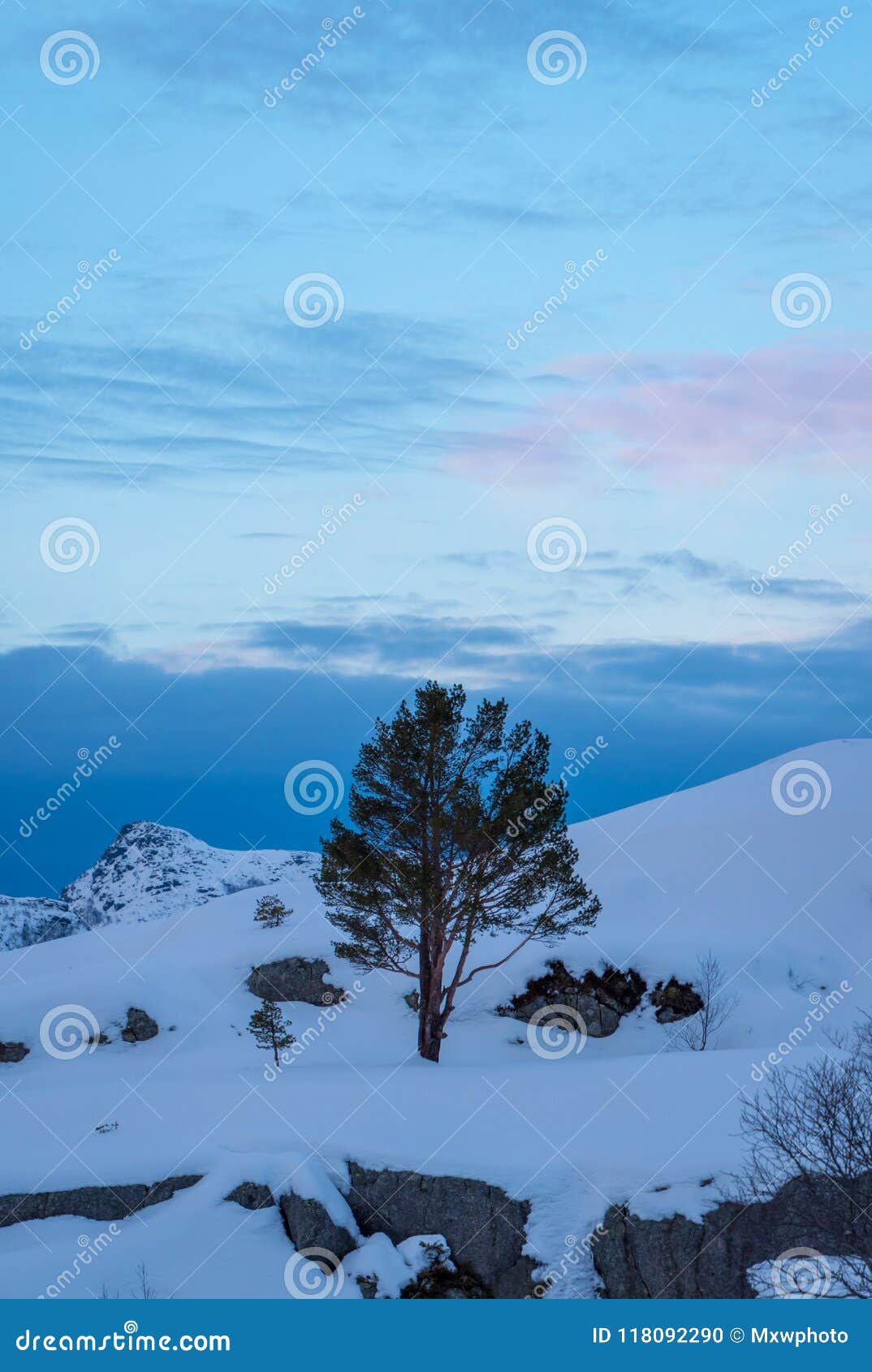 Tree in Deep Snow Blue White Landscape Stock Photo - Image of amazing ...