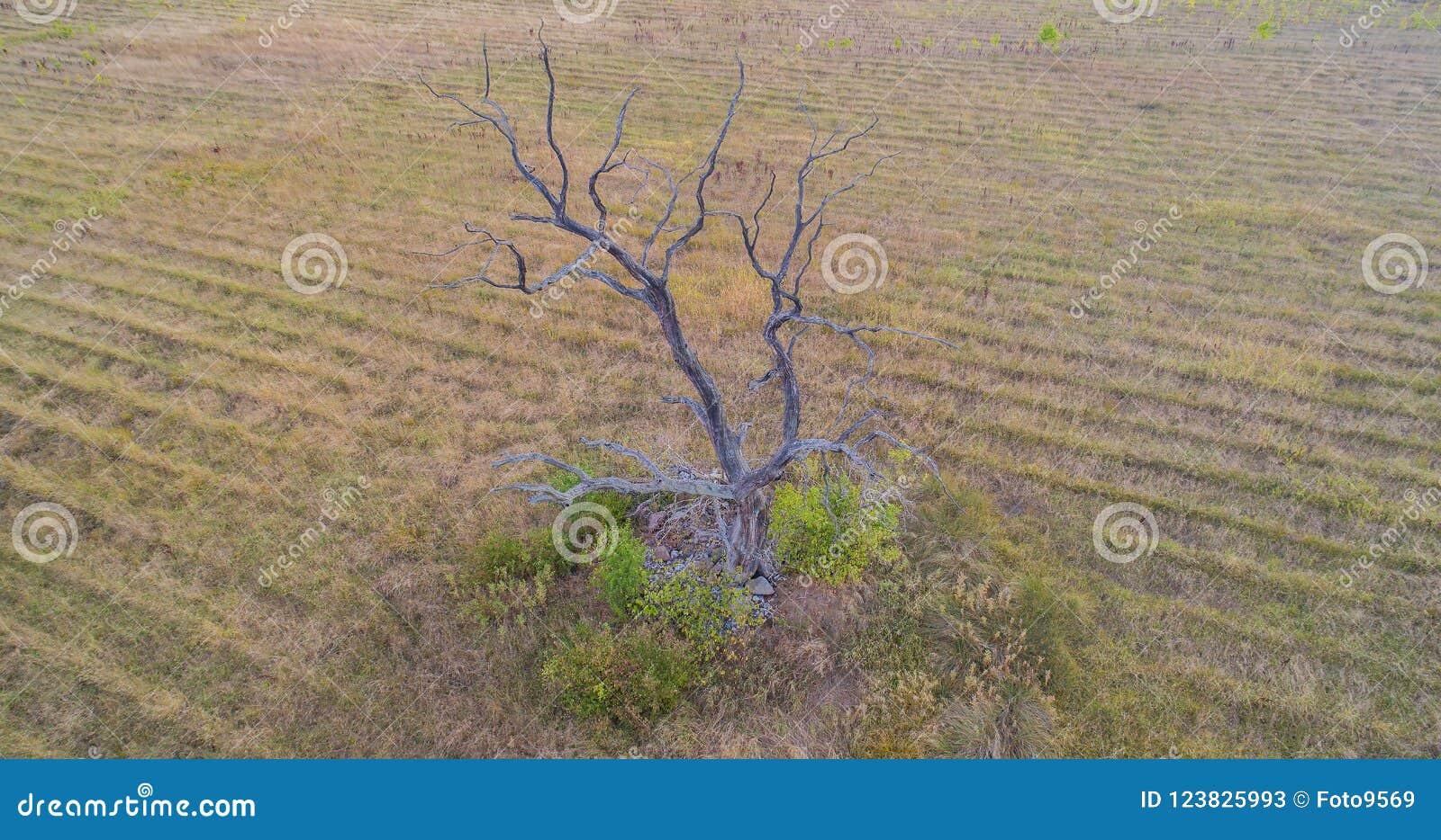 Tree is Dehydrated Drought in Germany Stock Image - Image of pasture ...