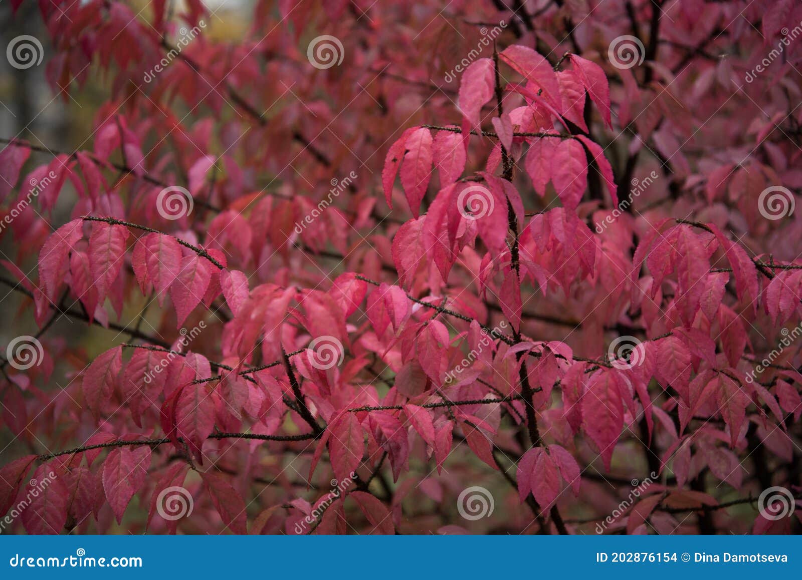 A Tree with Delicate Pink Leaves. Close-up of Leaves Stock Photo ...