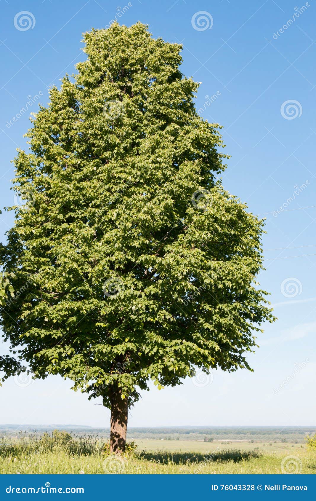 Tree with Dense Foliage in the Background of the Sky Stock Photo ...