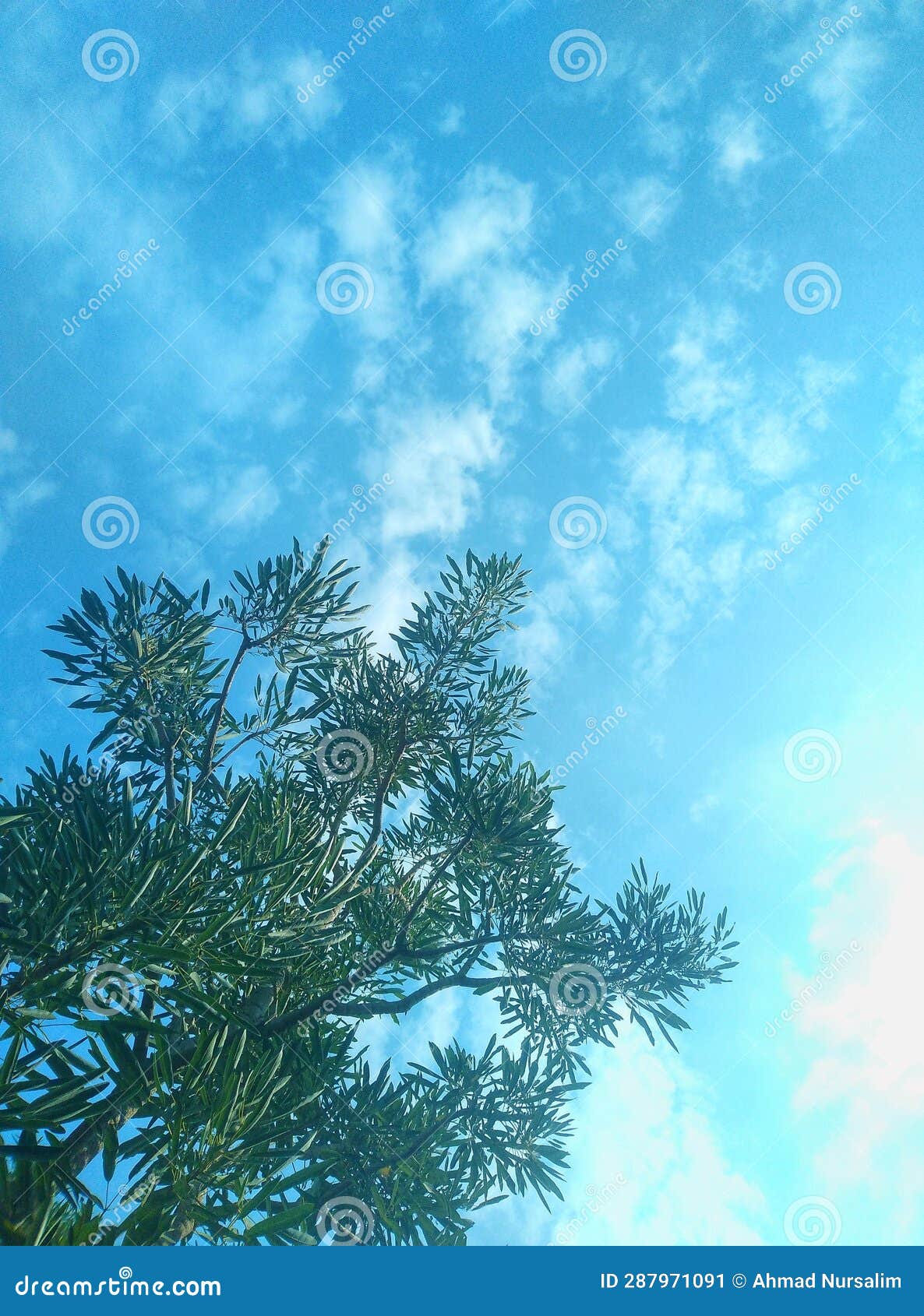 A Tree with Dense Stalks and Leaves Against a Blue Sky Background Stock ...