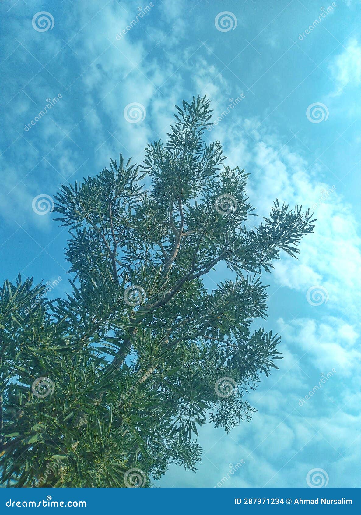 A Tree with Dense Stalks and Leaves Against a Blue Sky Background Stock ...
