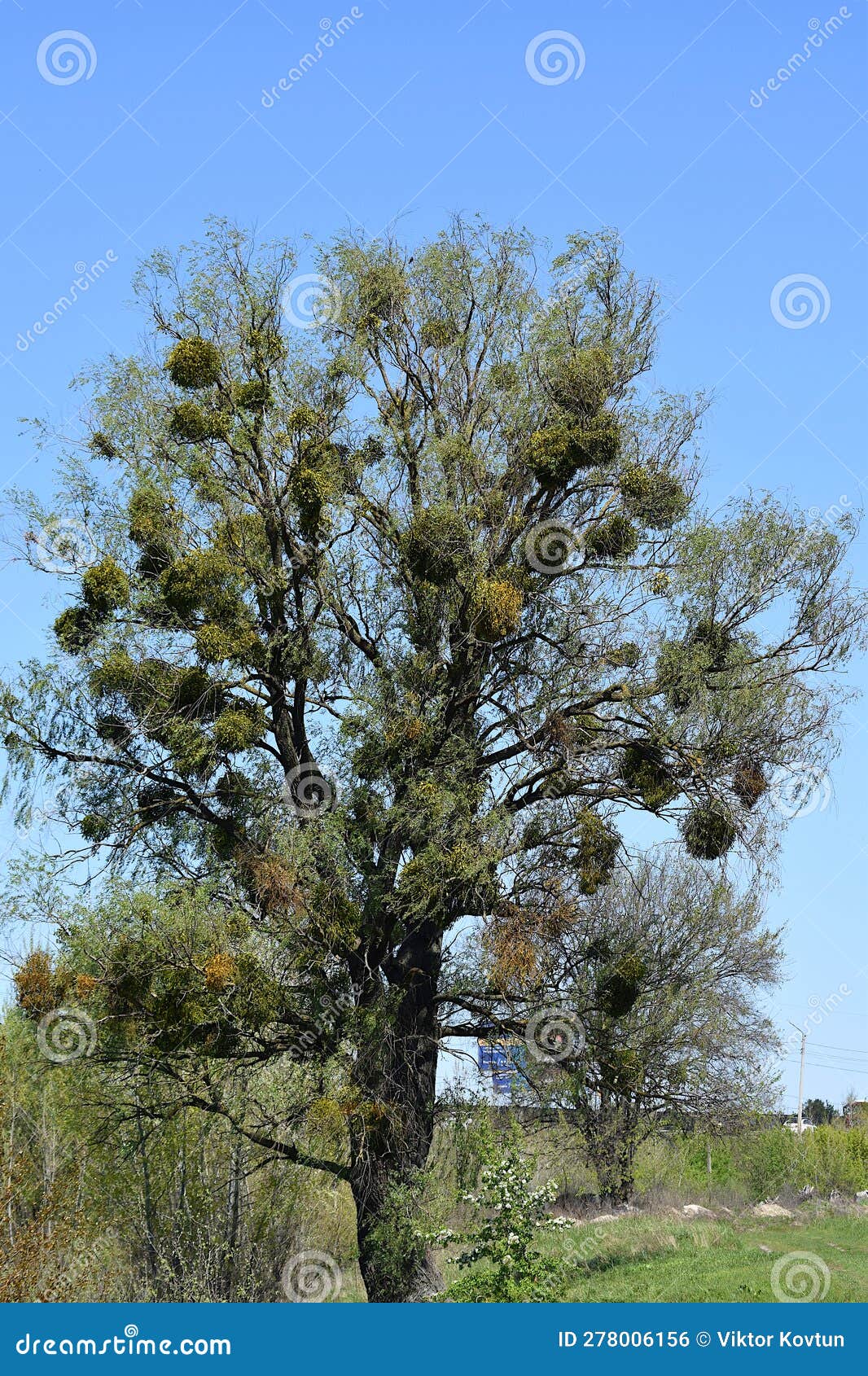 A Tree Densely Populated with Mistletoe Stock Photo - Image of berries ...