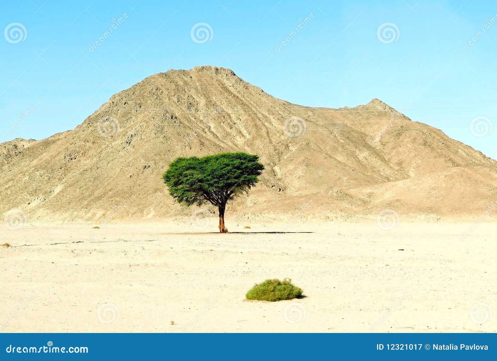 Tree in desert stock image. Image of rock, lonely, sunlight - 12321017