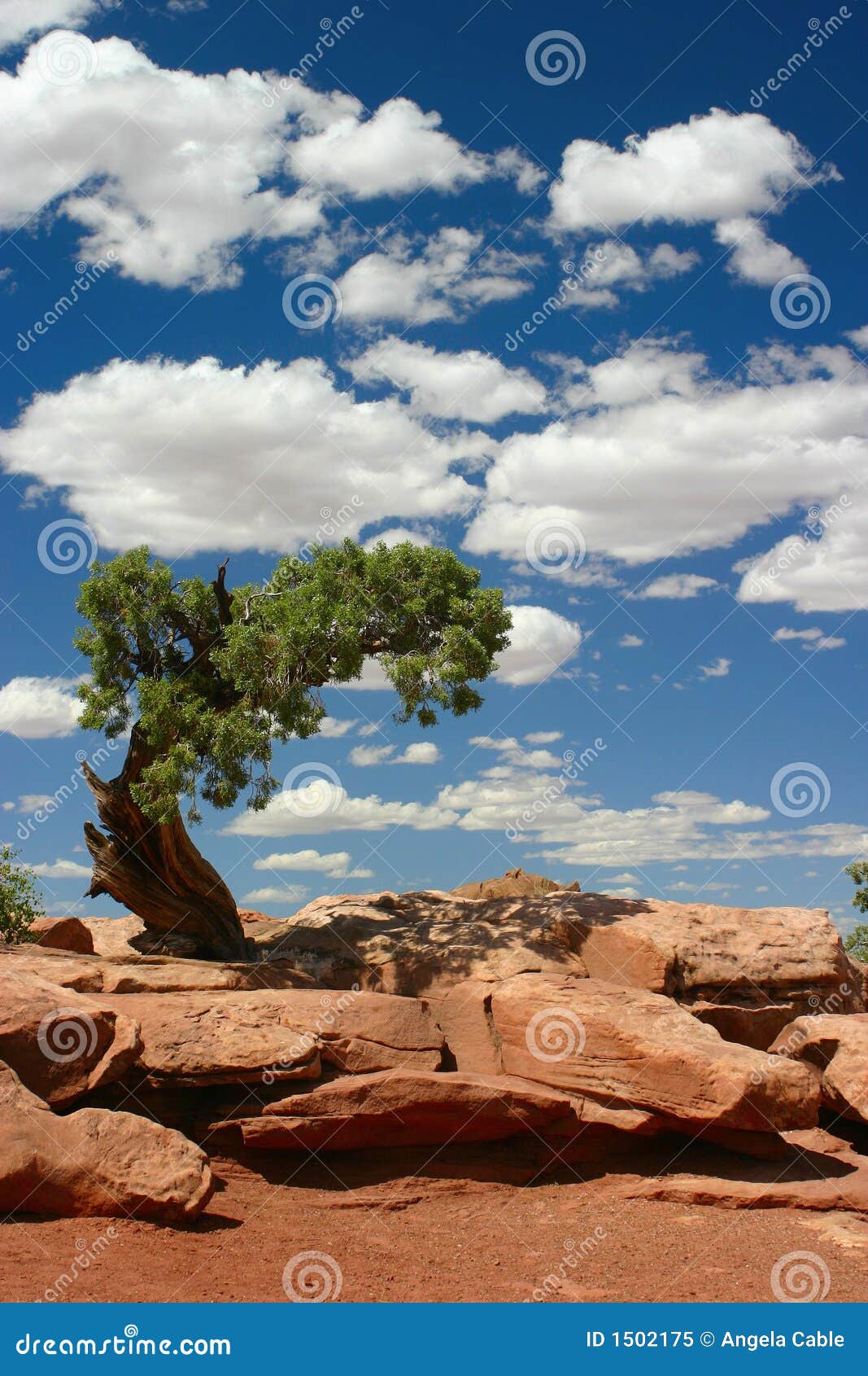 Tree in Desert stock image. Image of point, tree, desert - 1502175