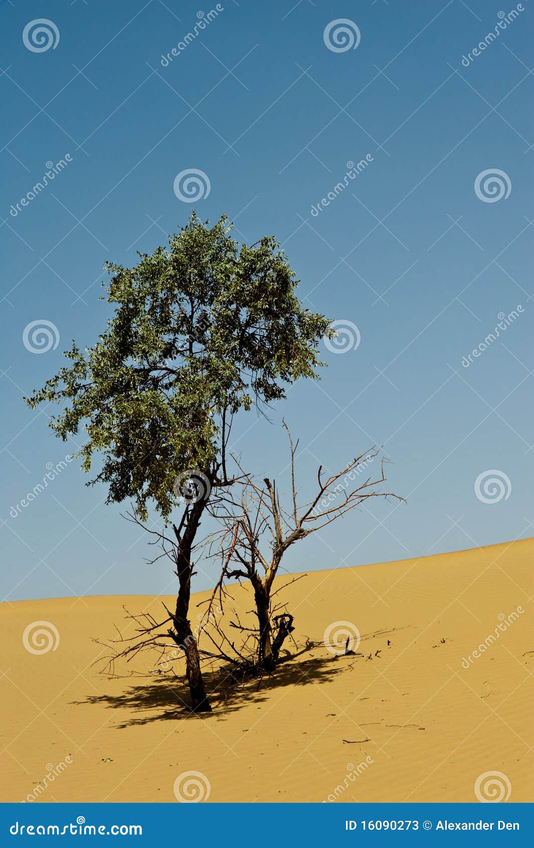 Tree in desert stock image. Image of desert, dune, mountain - 16090273